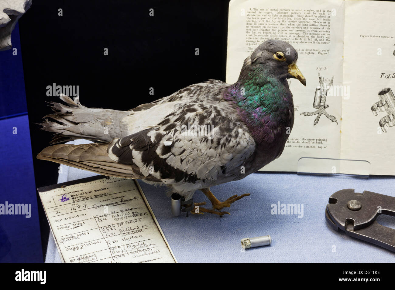 England, Dorset, Bovington, Tank Museum, Carrier Pigeon Stock Photo - Alamy