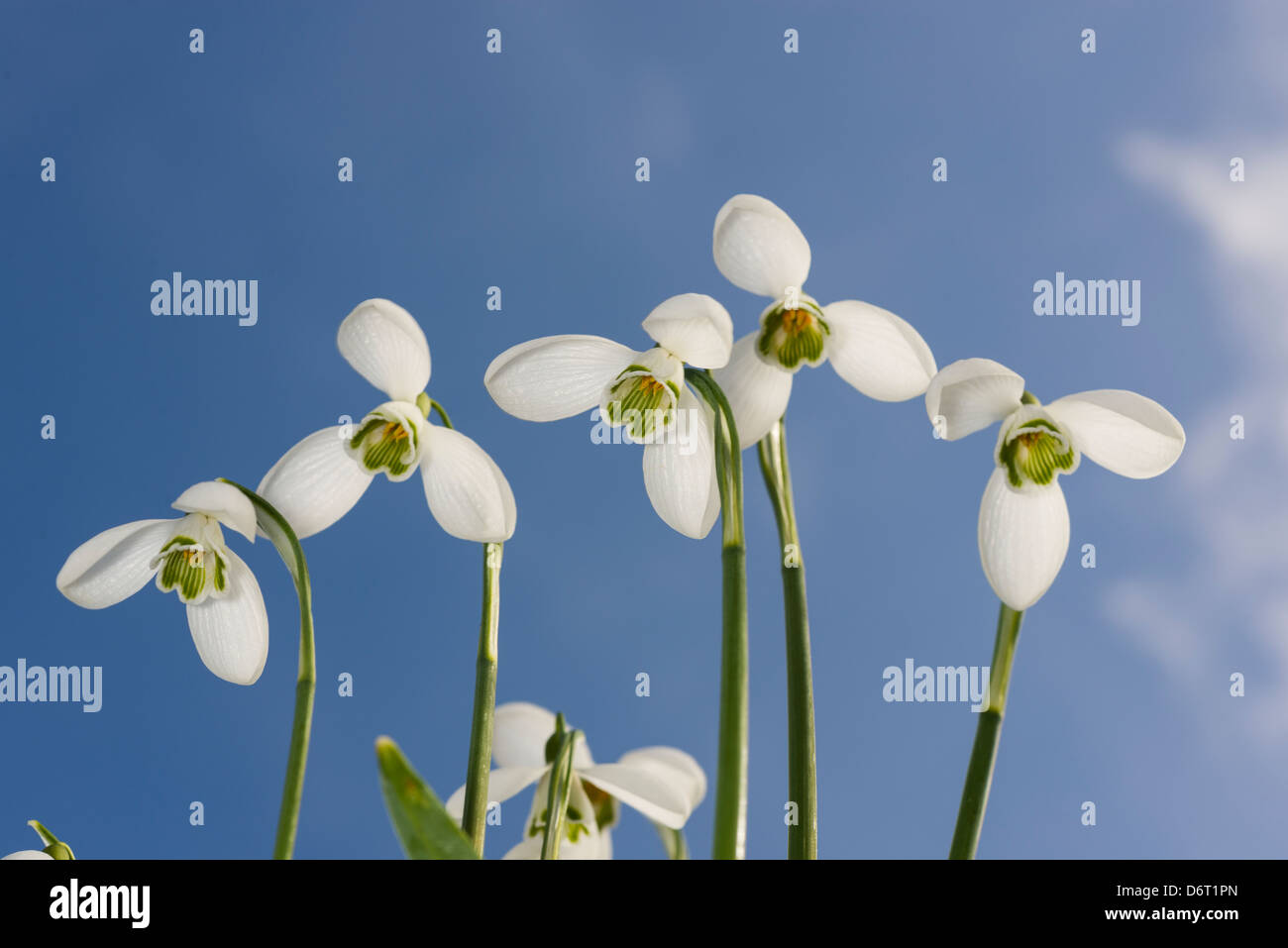 Common Snowdrops, Galanthus nivalis, photographed from below against ...