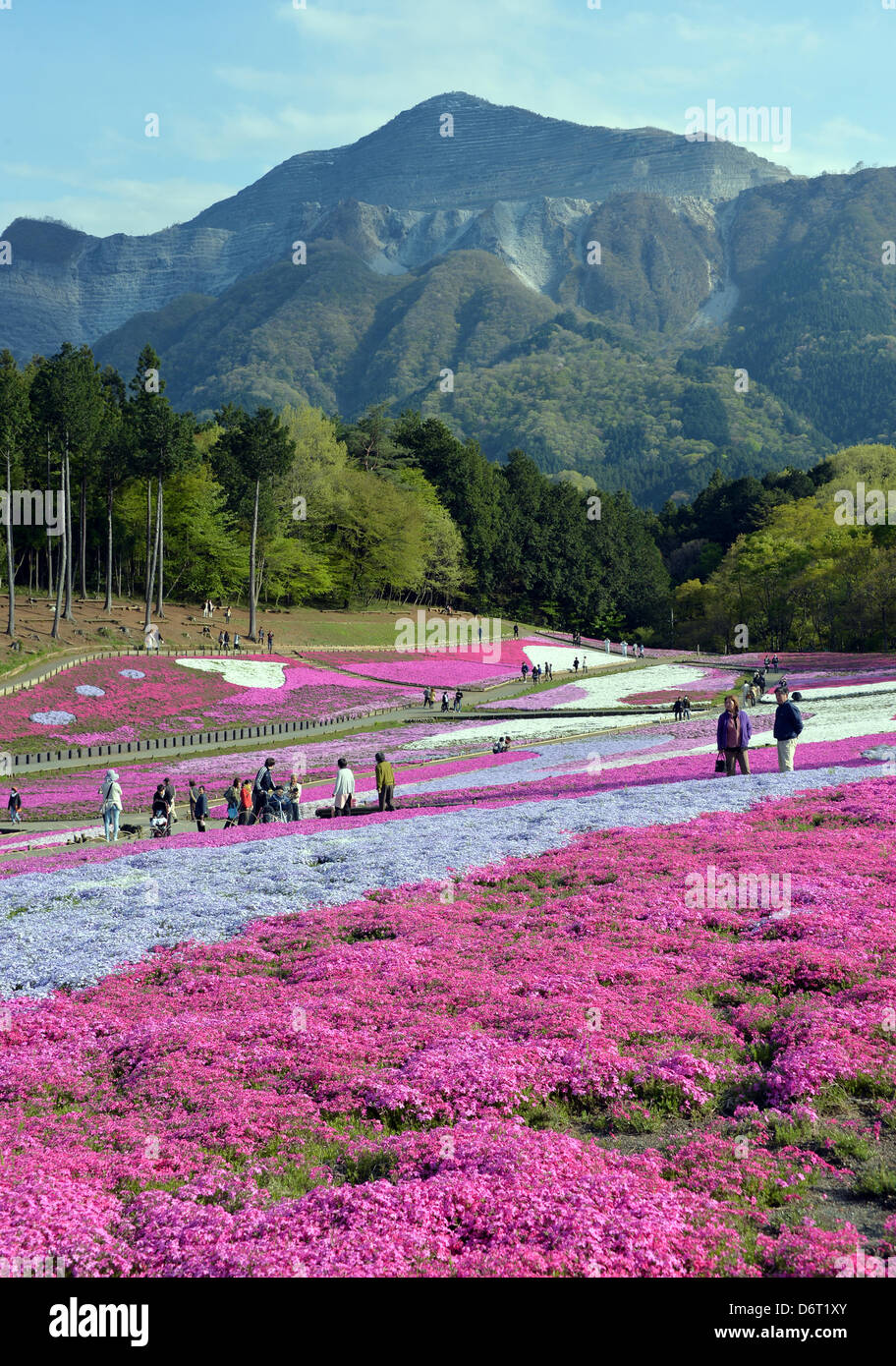 Chichibu, Japan. 22nd April, 2013. Patches of moss phloxes are in full ...