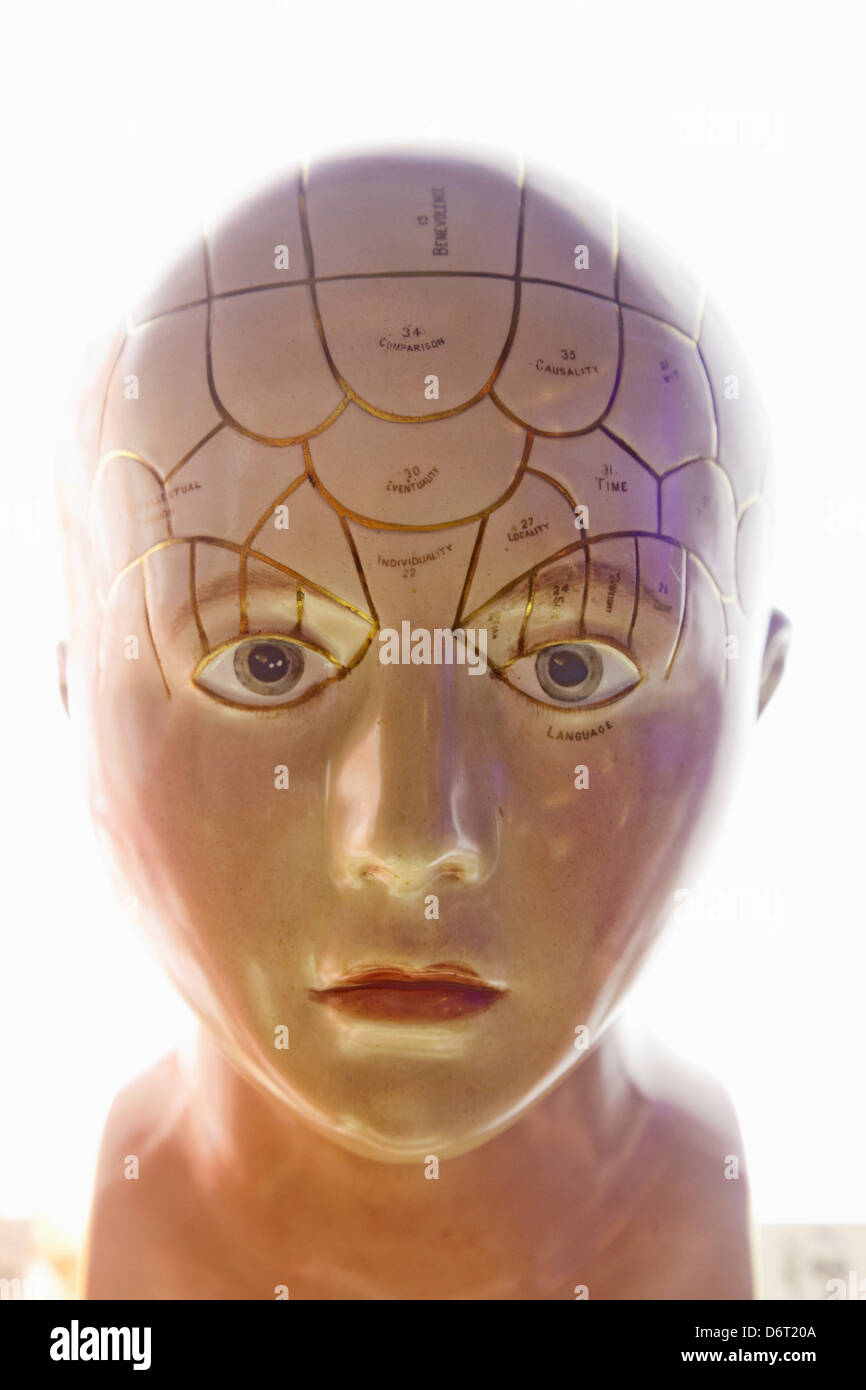 Phrenology head female hi-res stock photography and images - Alamy