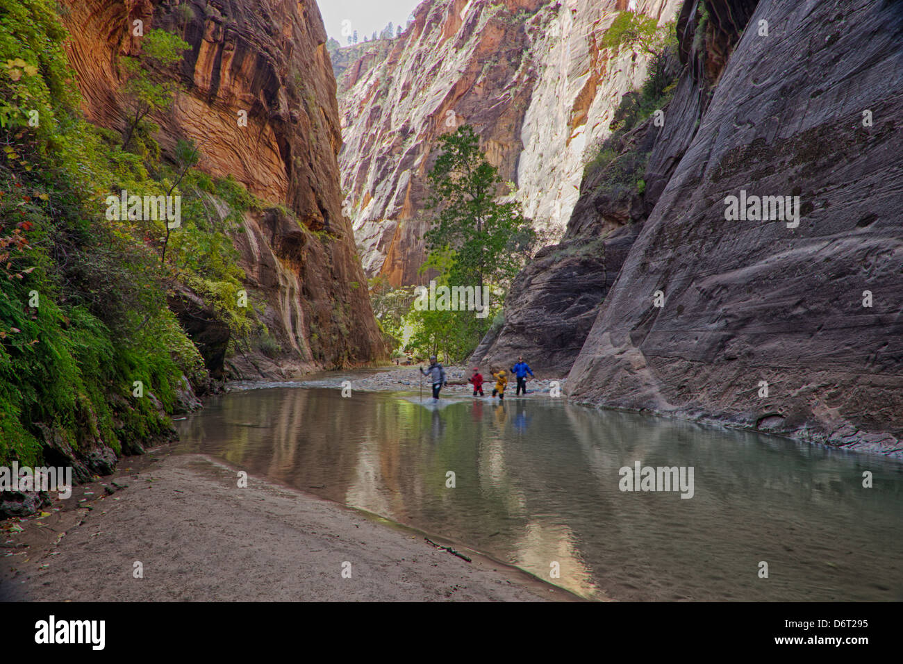 A walk in the Virgin River at Zion National Park Stock Photo - Alamy