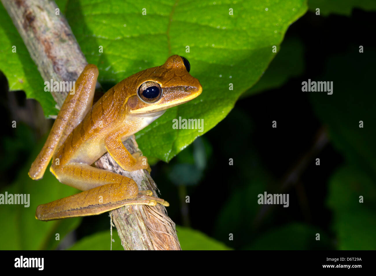Quacking River Frog (Hypsiboas lanciformis) perching in the rainforest ...