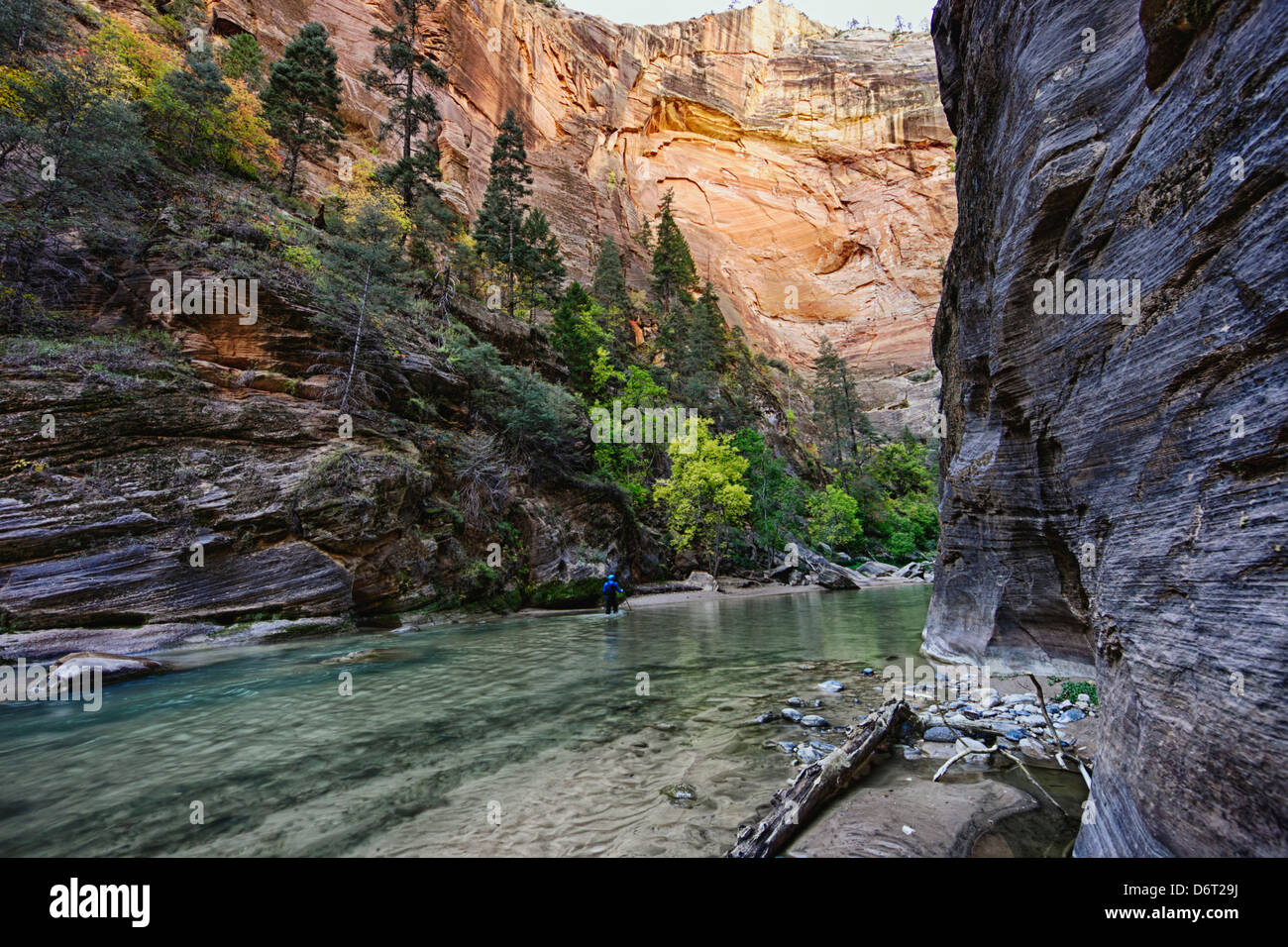 A walk in the Virgin River at Zion National Park Stock Photo - Alamy