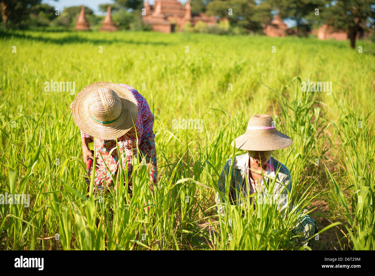 Traditional Asian farmers working in corn field Stock Photo - Alamy