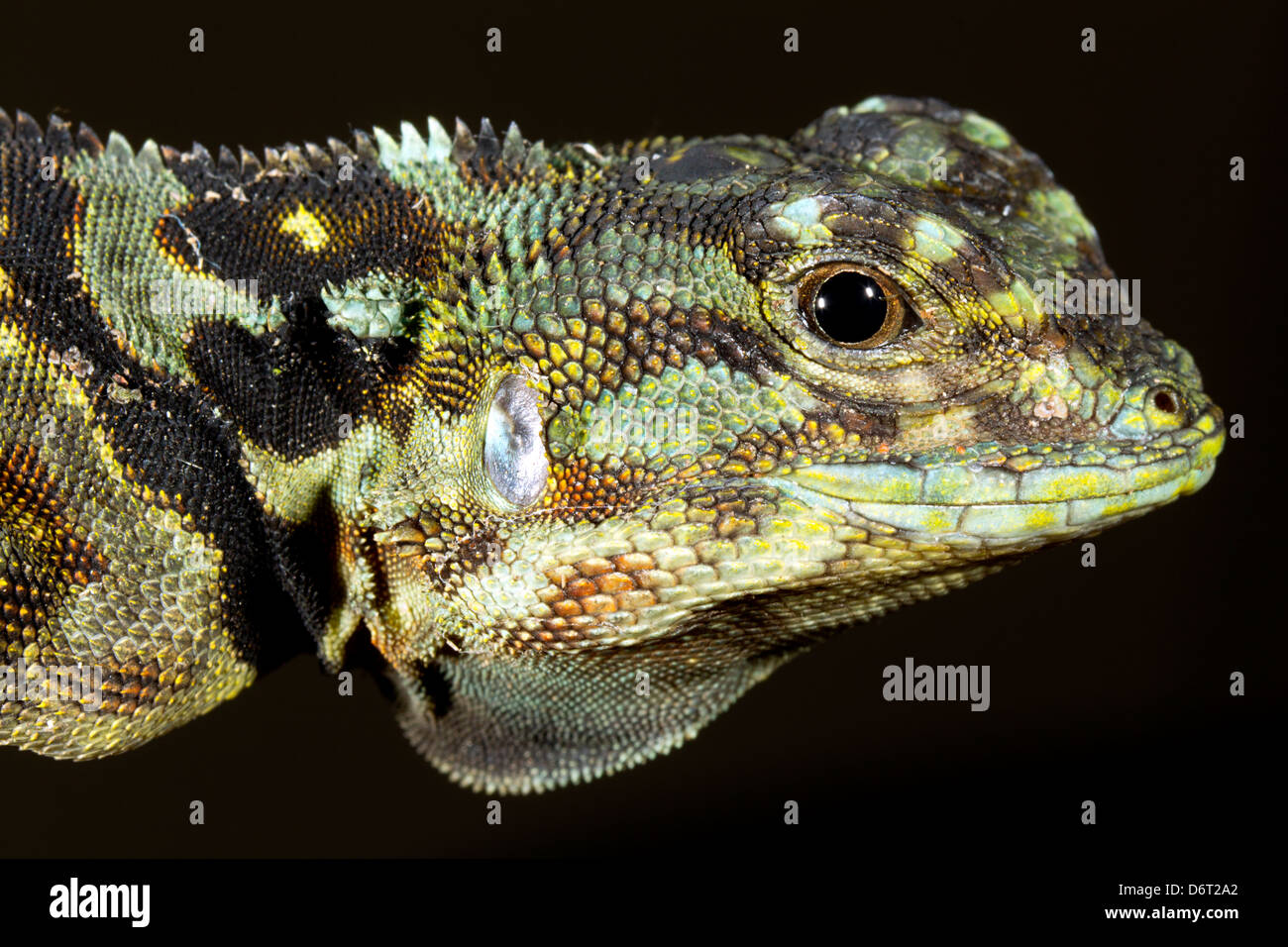 Plica hi-res stock photography and images - Alamy