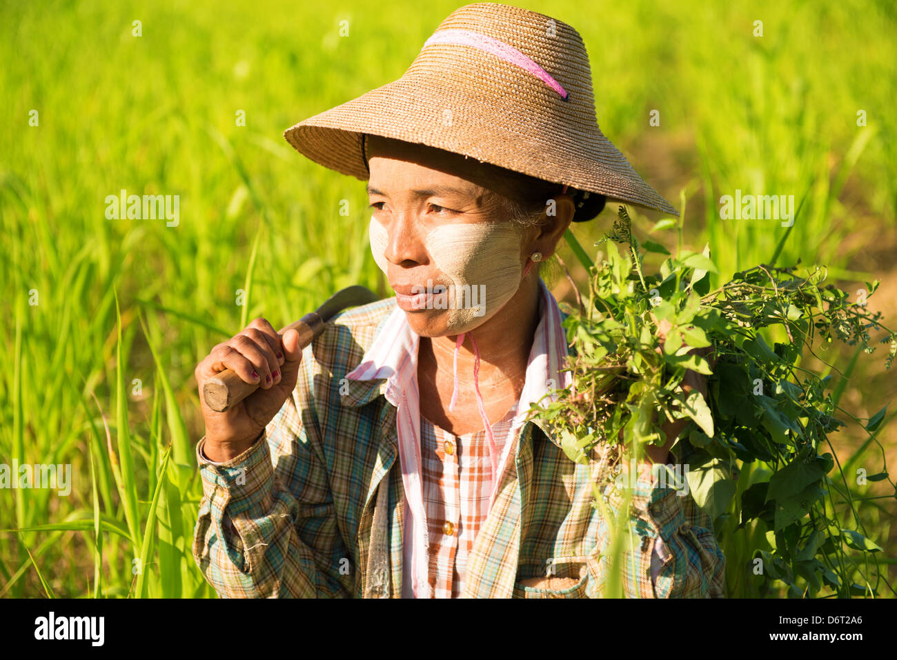Traditional Asian female farmer working in corn field Stock Photo - Alamy