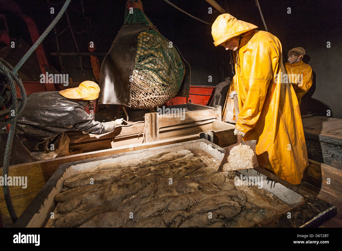 Exhibition of cod fish in a museum, National Fishing Heritage Centre ...