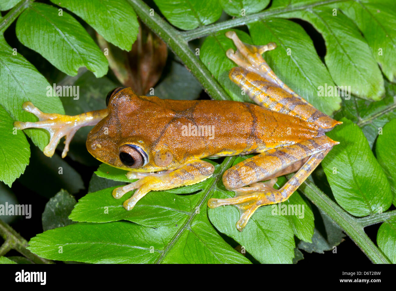 Map treefrog (Hypsiboas geographicus) on a leaf in the rainforest ...
