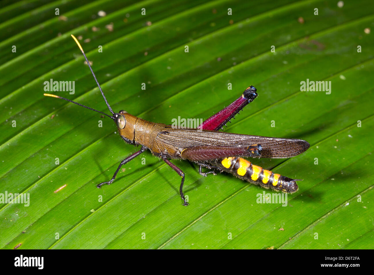 Brightly coloured grasshopper on a leaf in the rainforest, Ecuador ...