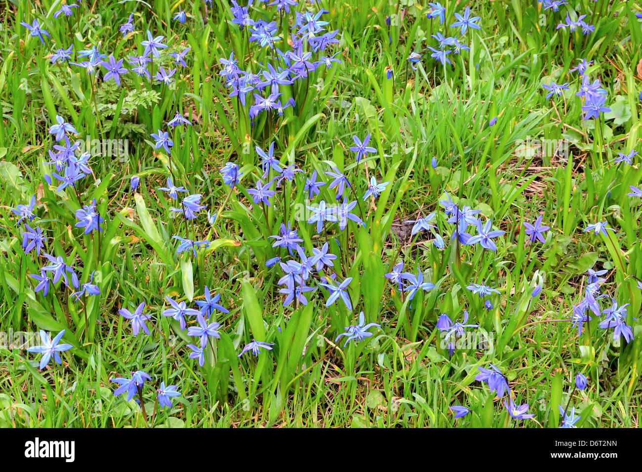 Spring mood flowering plants hi-res stock photography and images - Alamy