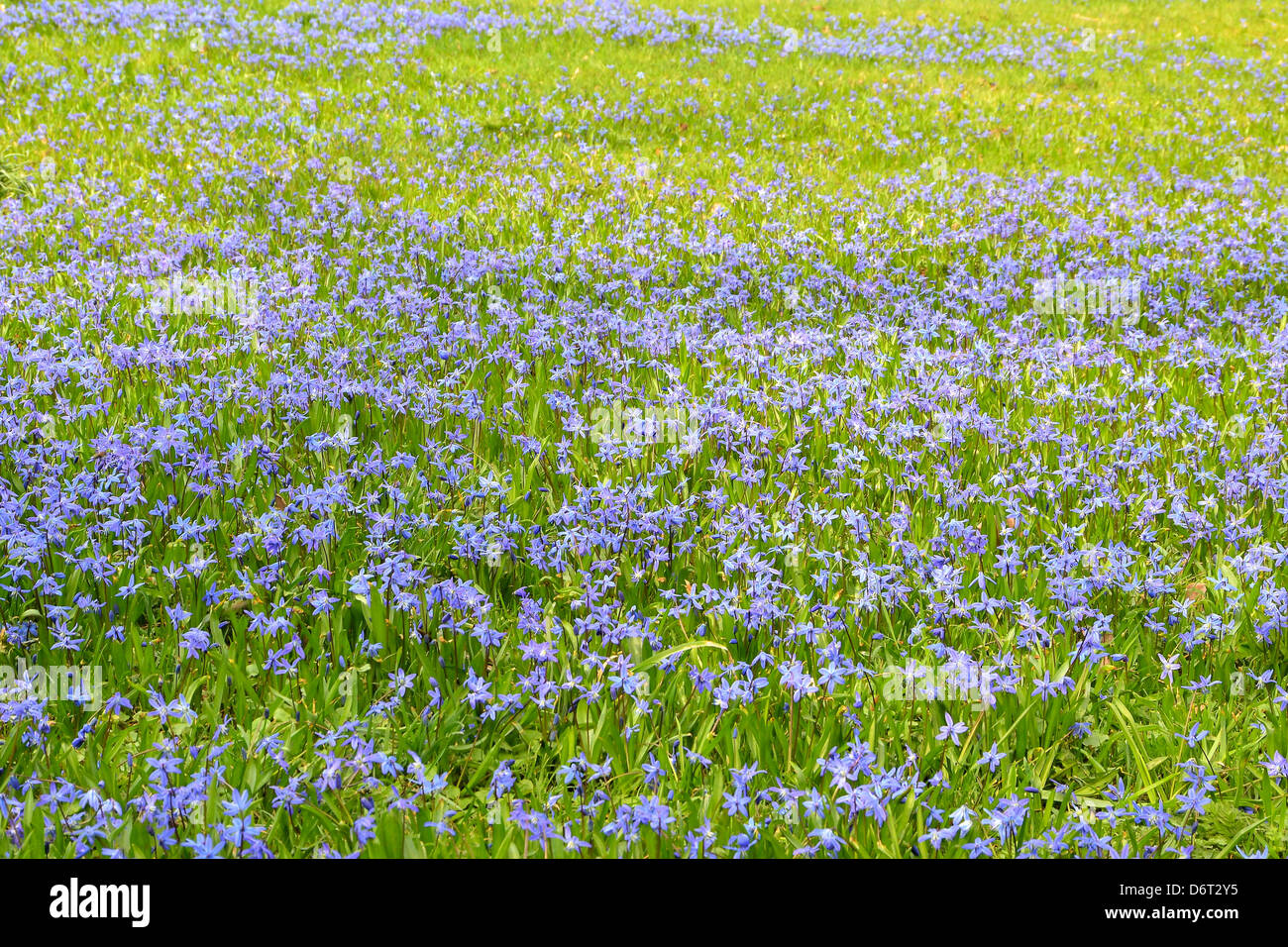 a meadow with blue flowers in spring Stock Photo - Alamy