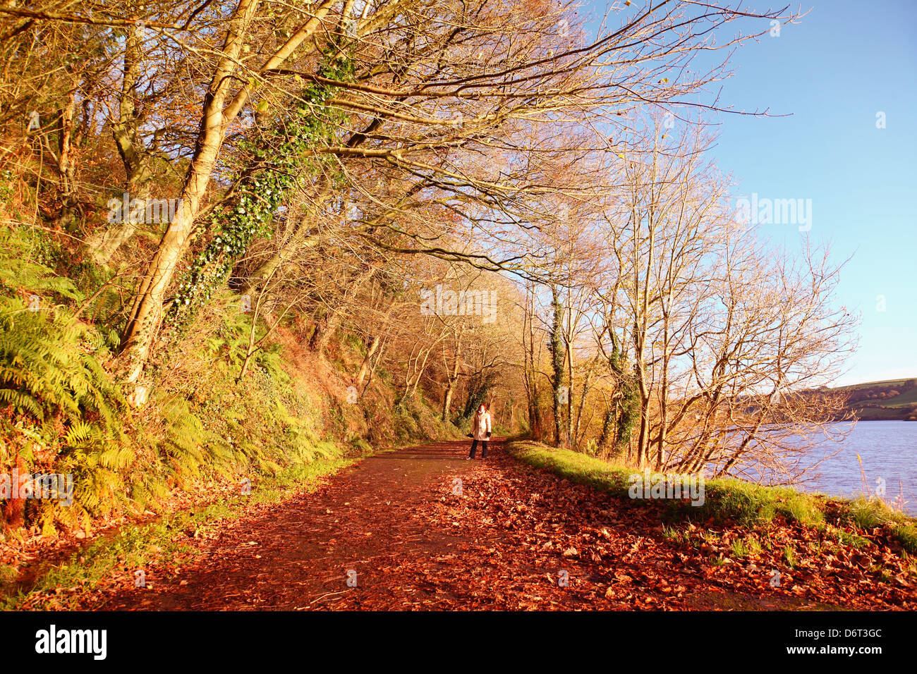 Autumn Pathway. Co.Cork, Ireland. Woman walking. Orange leaves in the ...