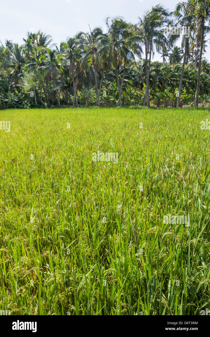 Vietnam, Mui Ne, Rice Field Stock Photo - Alamy
