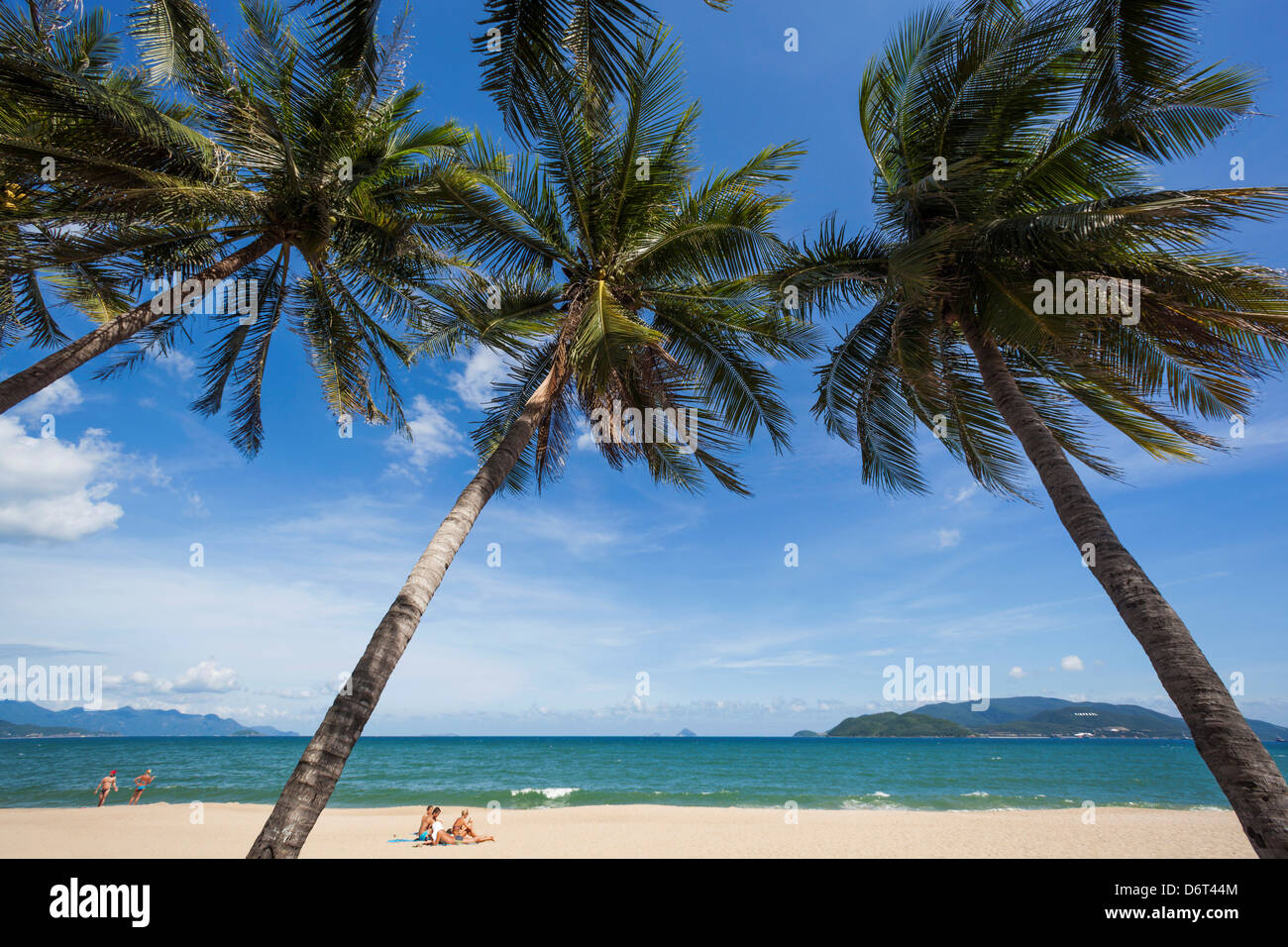 Slanted palm trees hi-res stock photography and images - Alamy