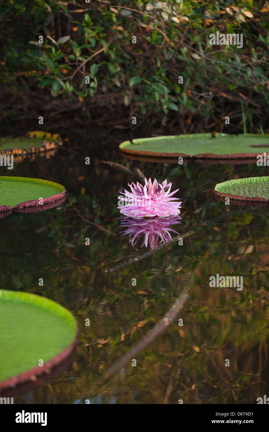 Giant Waterlily (Victoria amazonica). Flowering in pools amongst ...