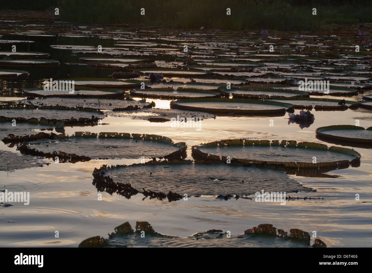 Giant Waterlily (Victoria amazonica). Leaves or pads. Sunset. Karanambu ...