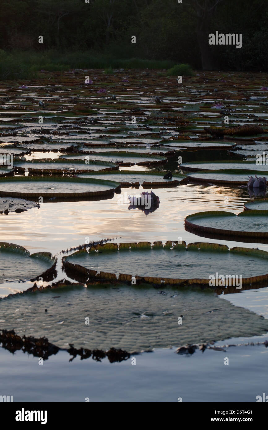 Giant Waterlily (Victoria amazonica). Leaves or pads. Sunset. Karanambu ...