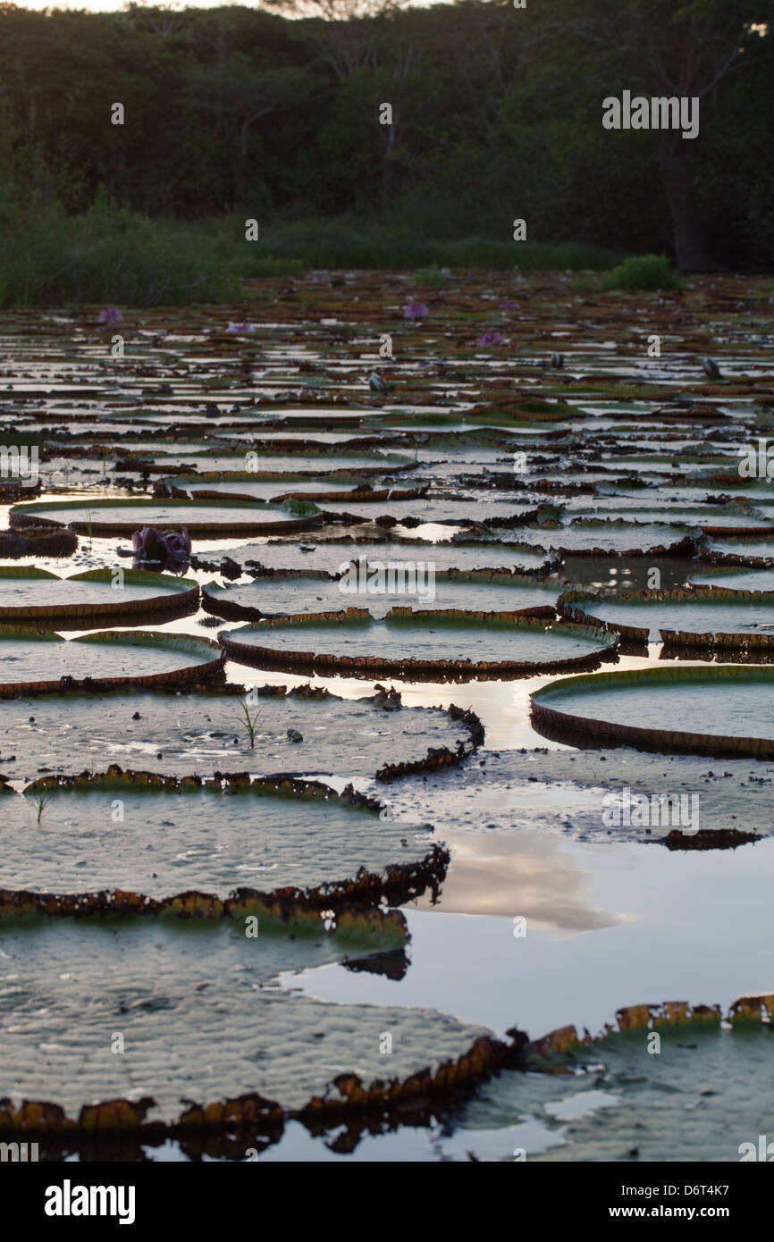 Giant Waterlily (Victoria amazonica). Leaves or pads. Sunset. Karanambu ...