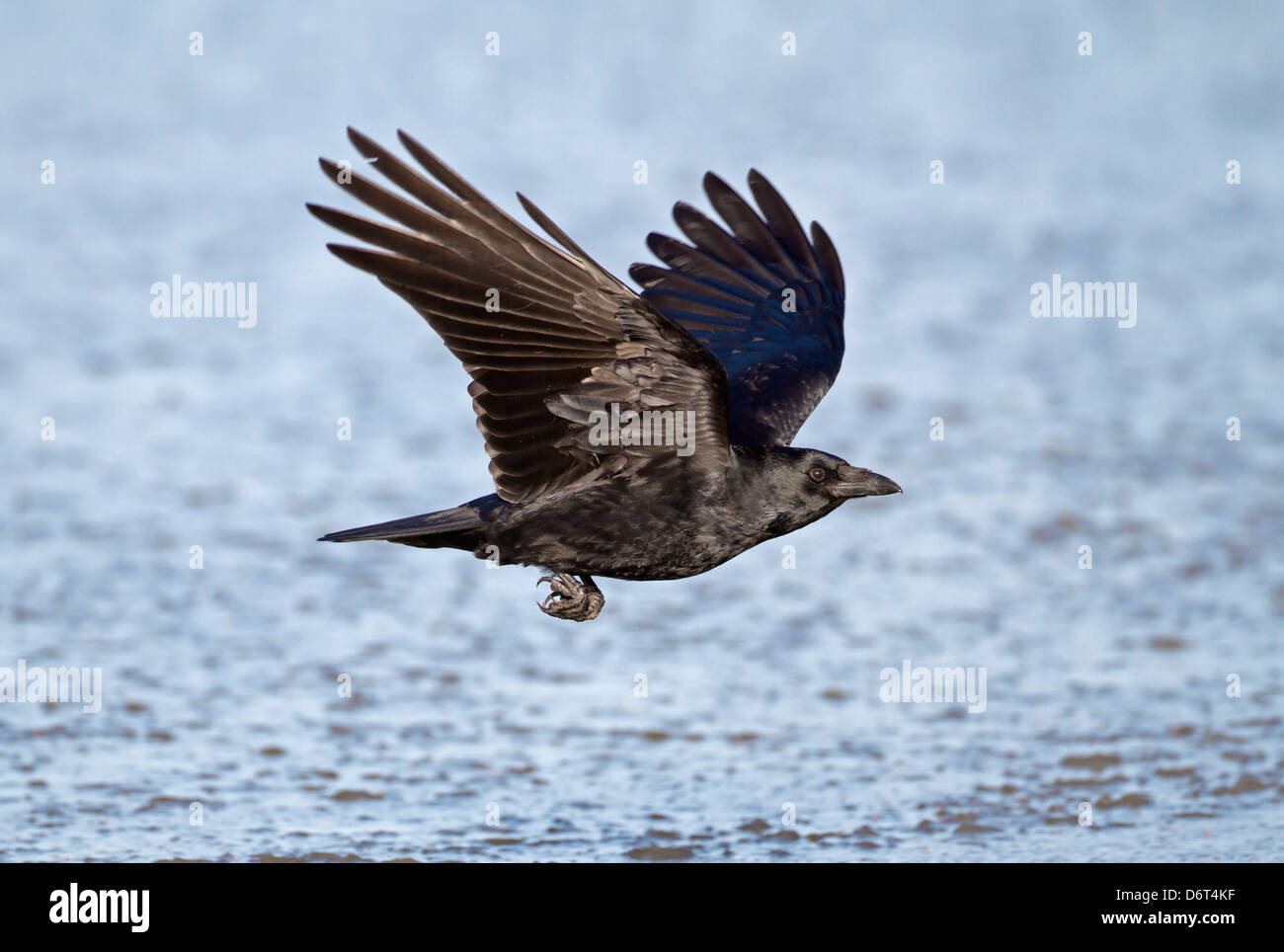 Flying carrion crow hi-res stock photography and images - Alamy