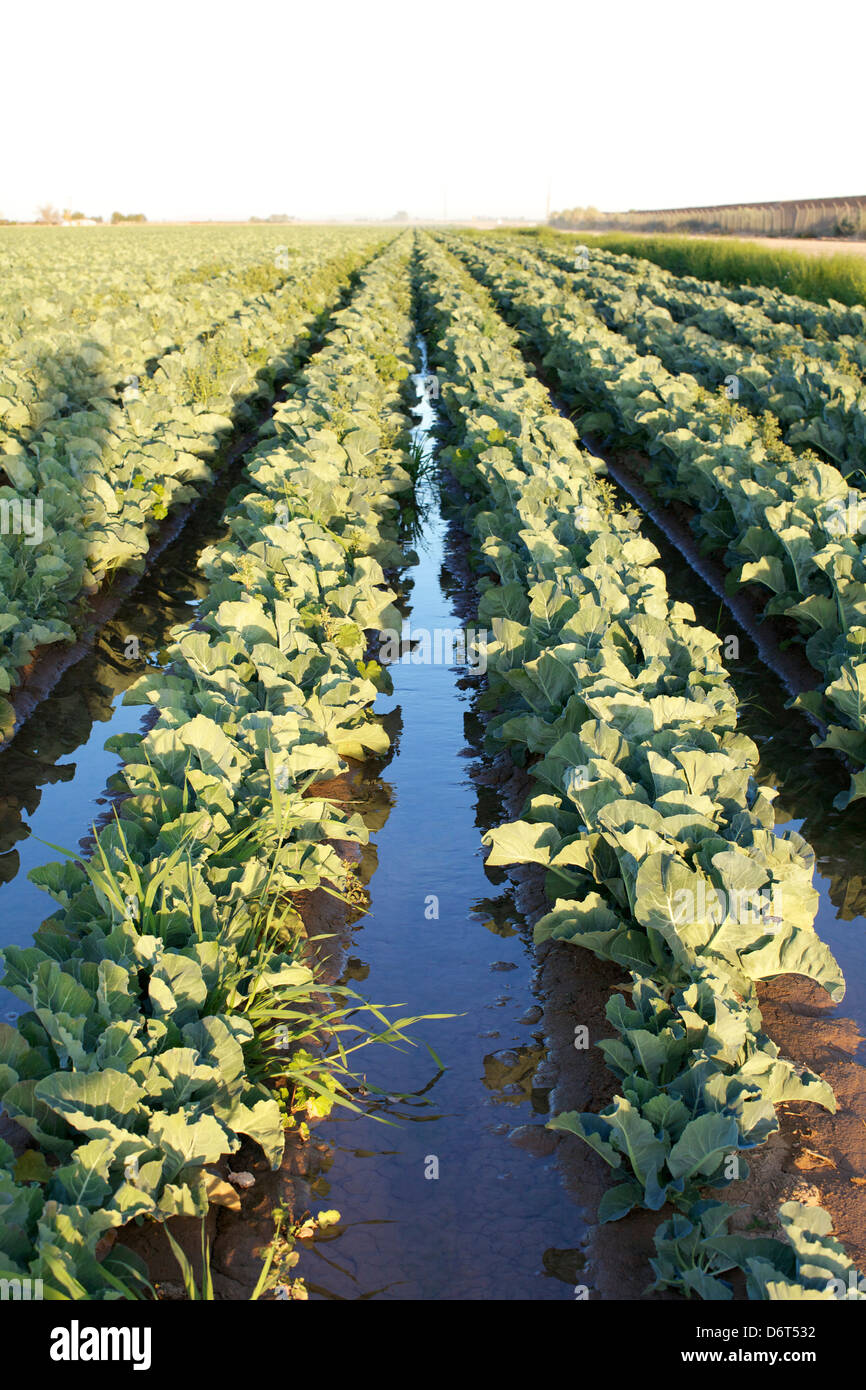 Vegetables being irrigated in a field, Imperial Valley, Brawley ...