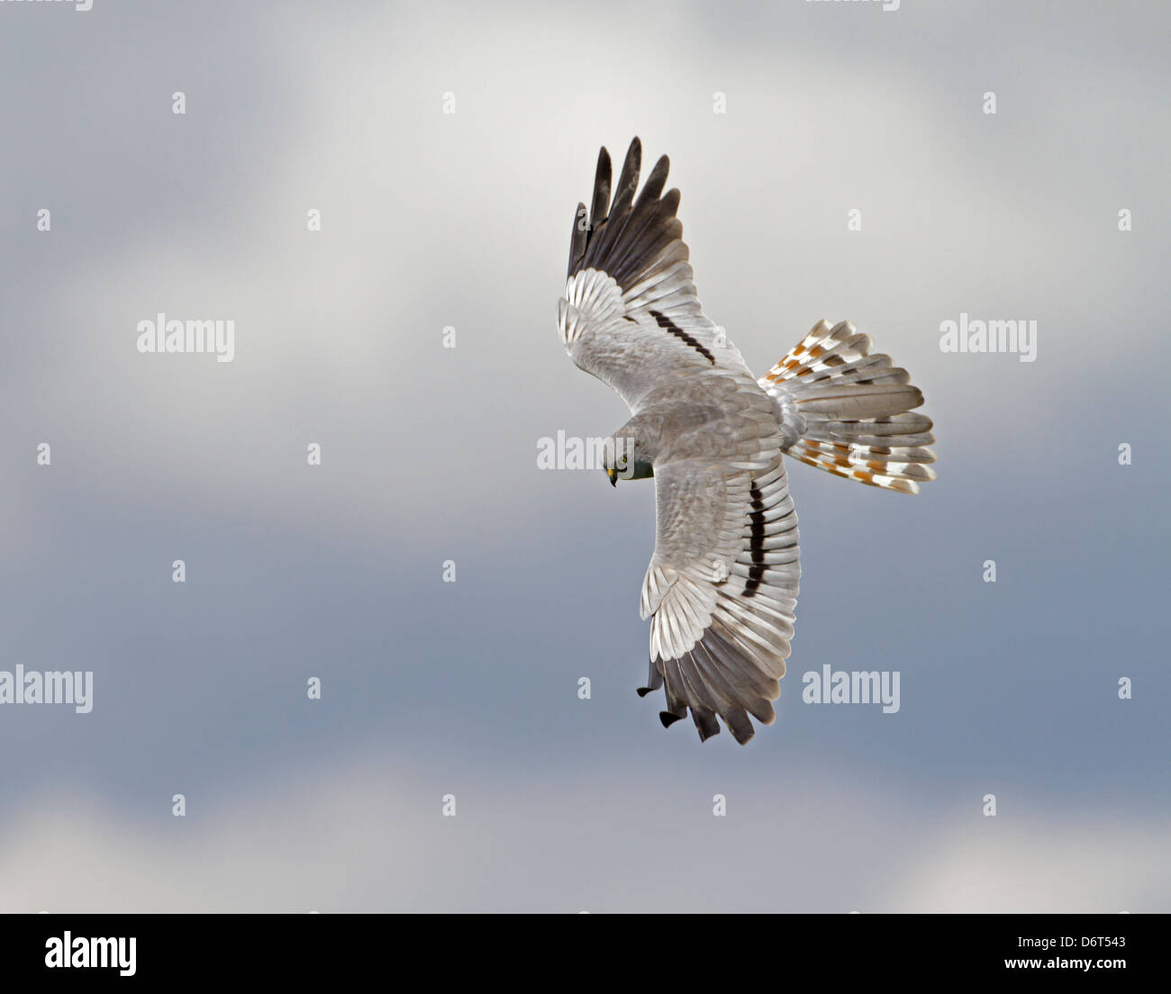 MONTAGU’S HARRIER Circus pygargus Stock Photo - Alamy