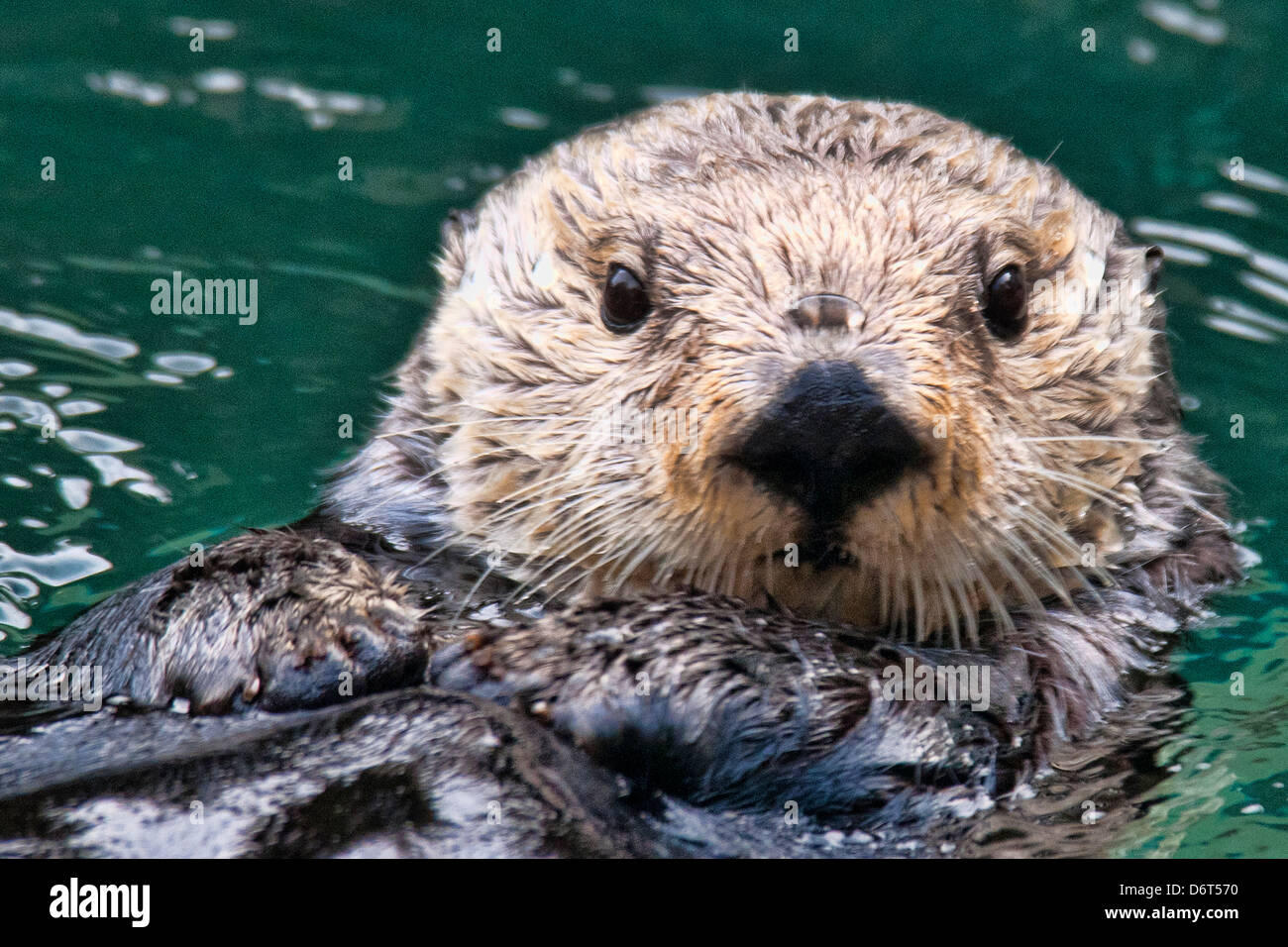 sea otter-enhydra lutris Stock Photo - Alamy