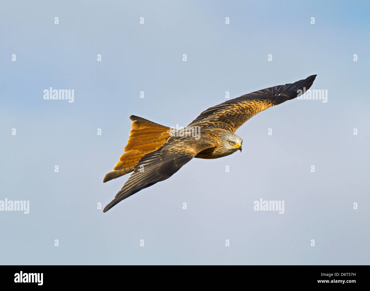 Red kite in aerial hi-res stock photography and images - Alamy