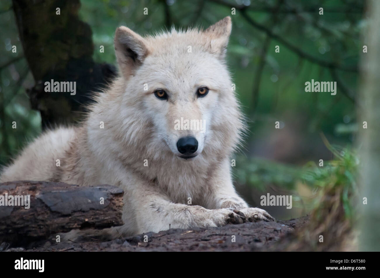 white wolf-canis lupus Stock Photo - Alamy