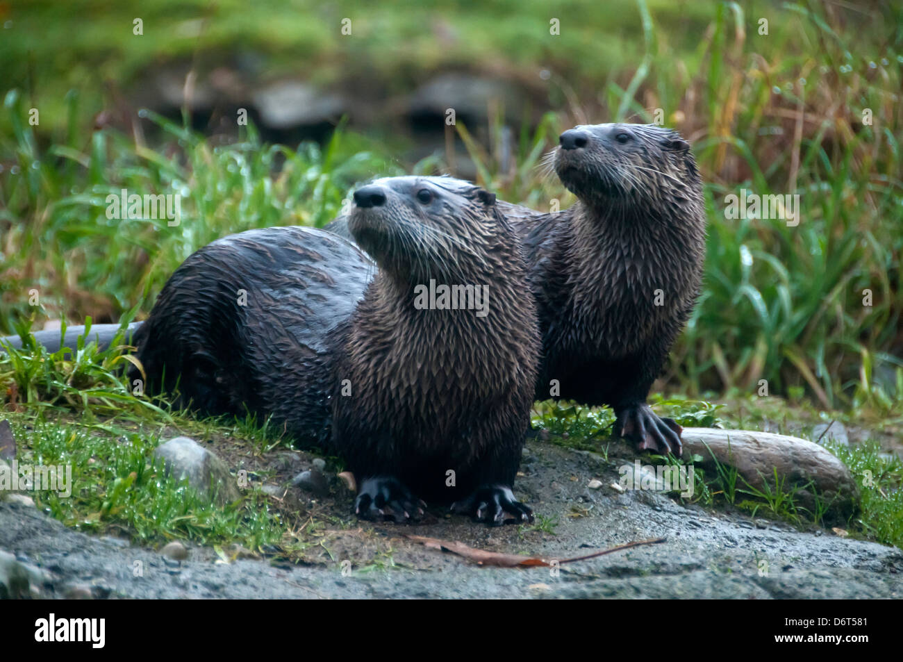river otter--lutra canadensis Stock Photo - Alamy