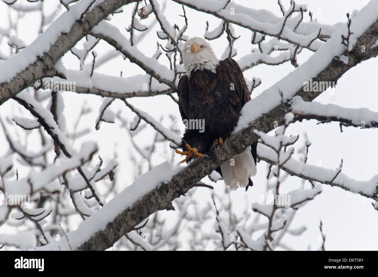 bald eagle-chilkat bald eagle preserve-november-haines-alaska Stock ...