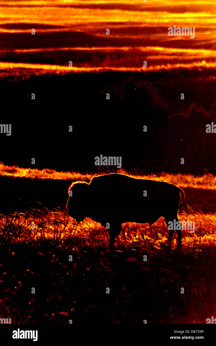 Bison bull silhouetted at sunset Stock Photo - Alamy