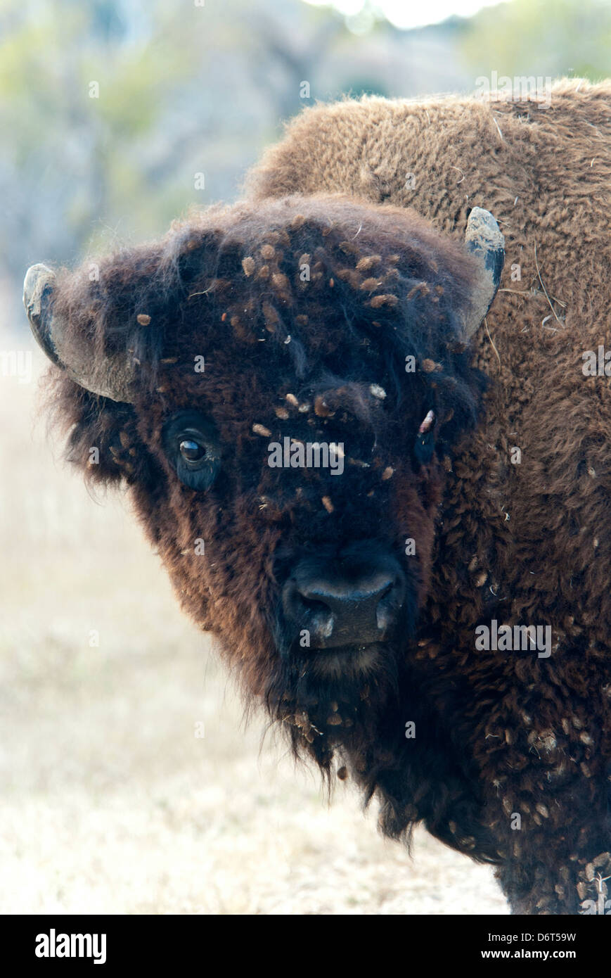 Bison portrait closeup Stock Photo - Alamy