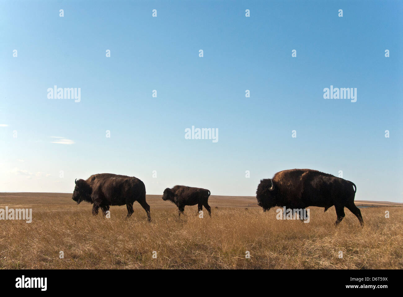 Three bison walking across grasslands Stock Photo - Alamy