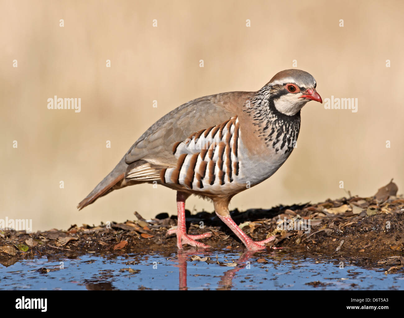 Red-legged Partridge Alectoris rufa Stock Photo - Alamy