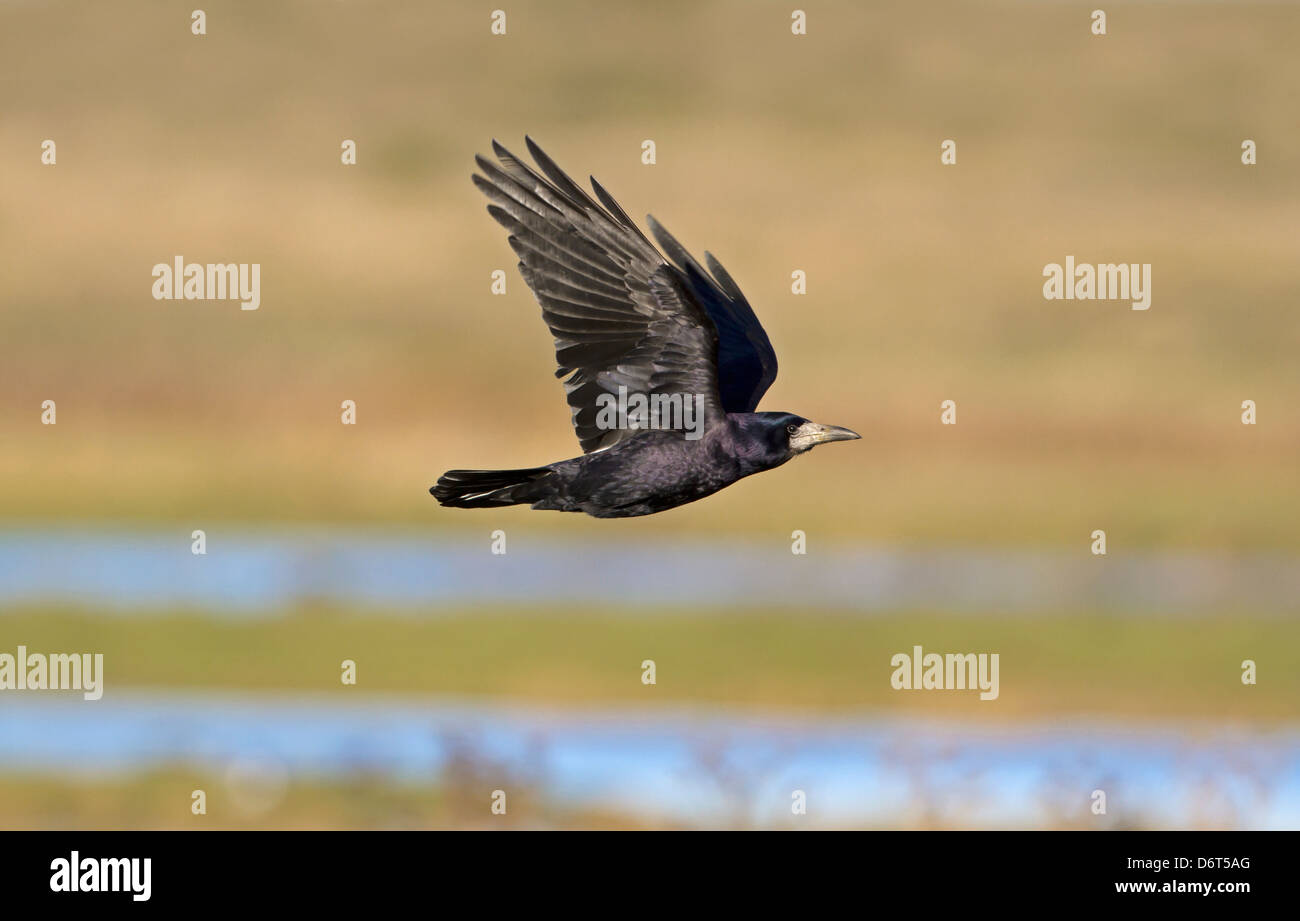 Rook Corvus Frugilegus Stock Photo Alamy