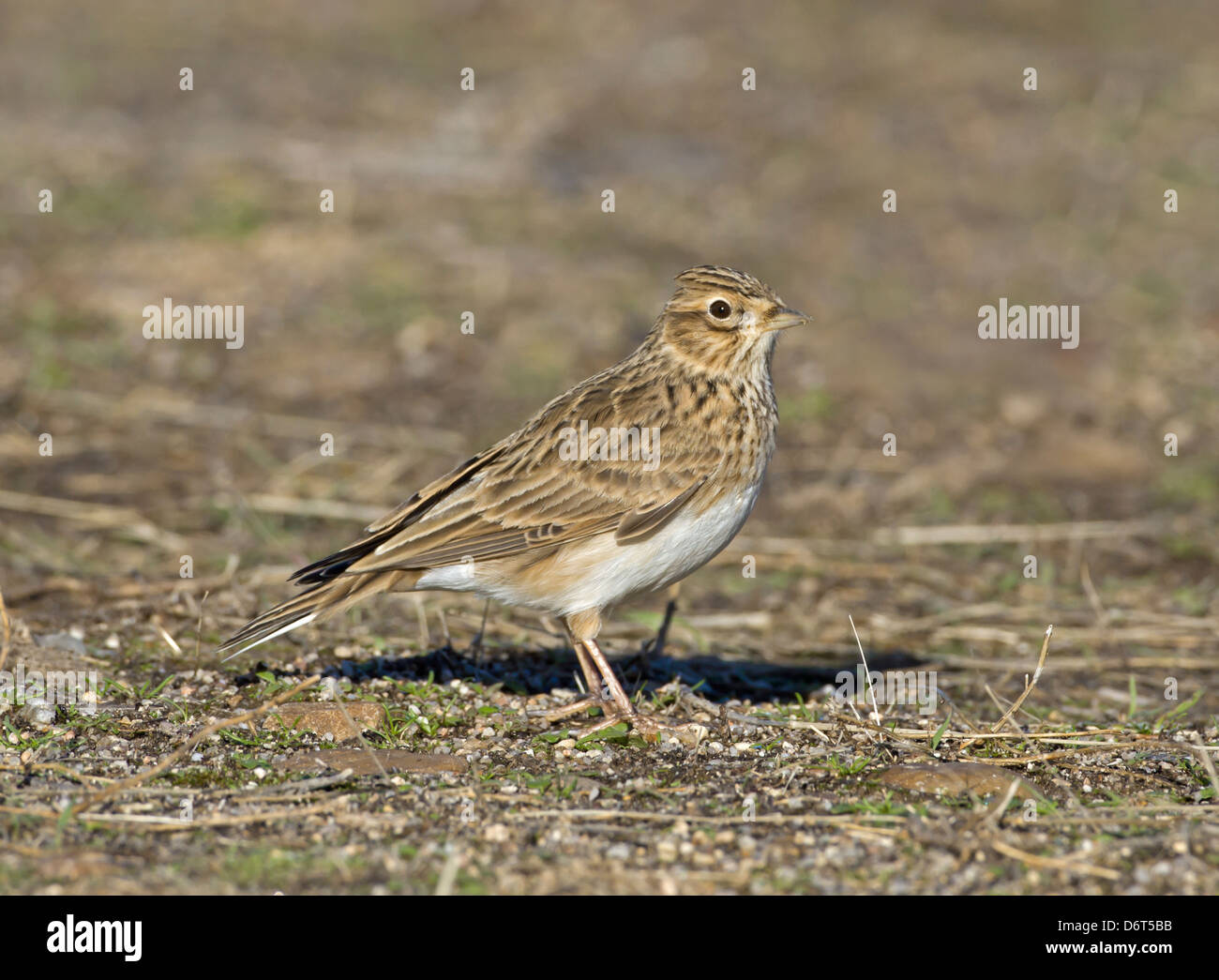 Skylark Alauda arvensis Stock Photo - Alamy