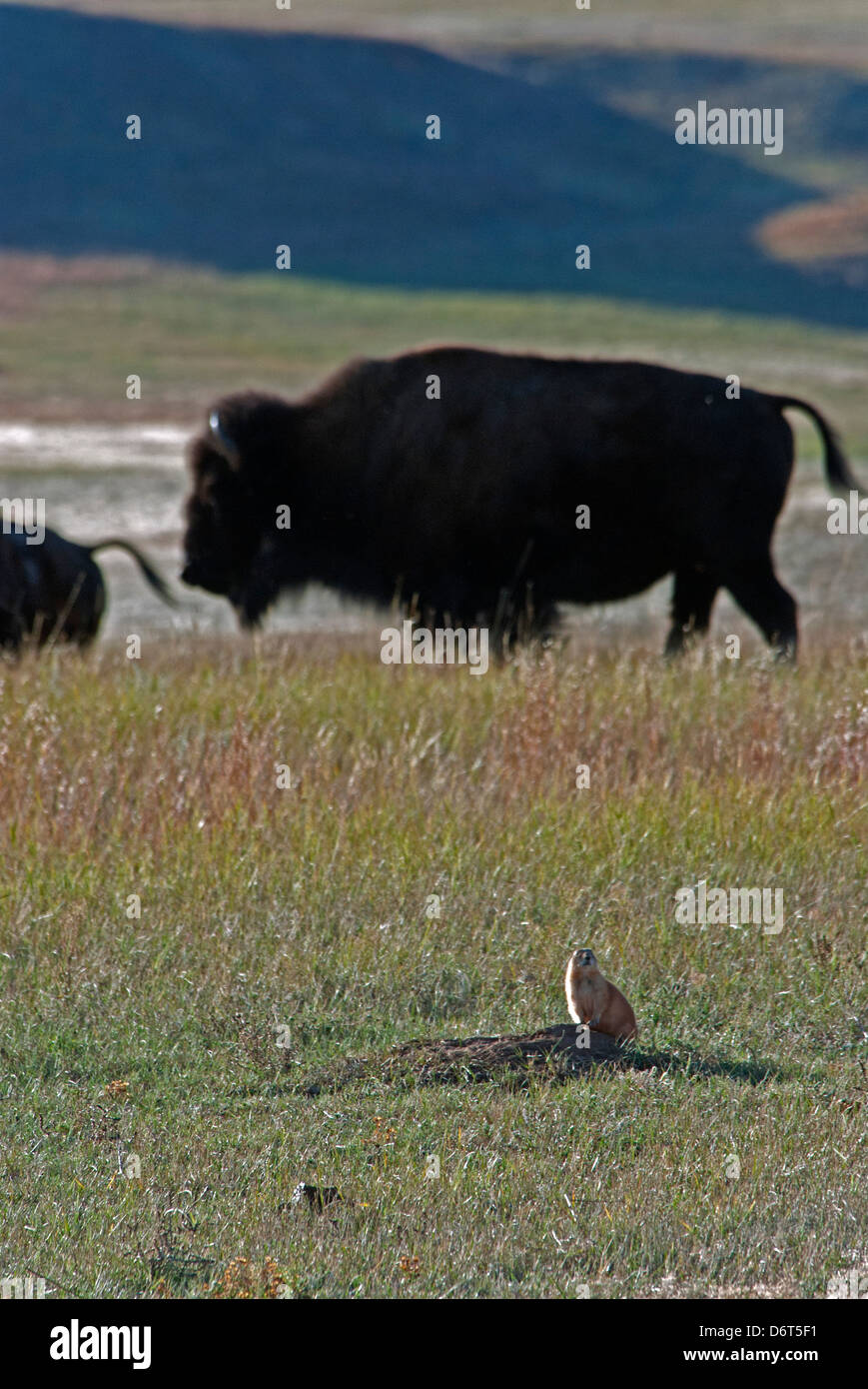 Prairie dog bison hi-res stock photography and images - Alamy