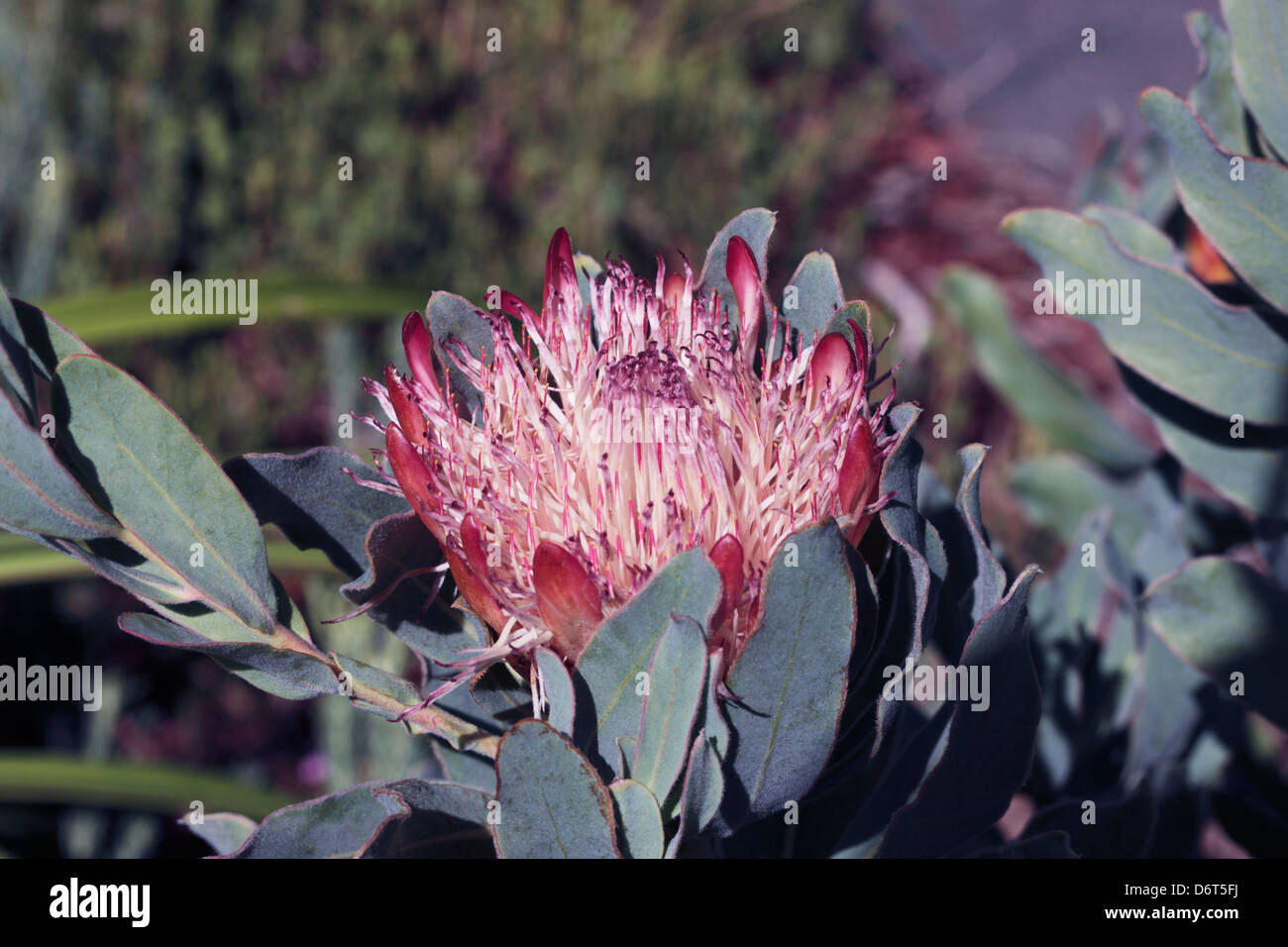 Close-up of Oleanderleaf / Oleander-leaf Protea flower / Protea ...