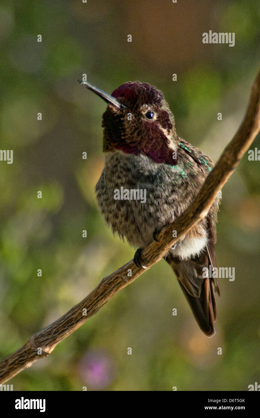 Costa's Hummingbird, Calypte Costae Stock Photo - Alamy