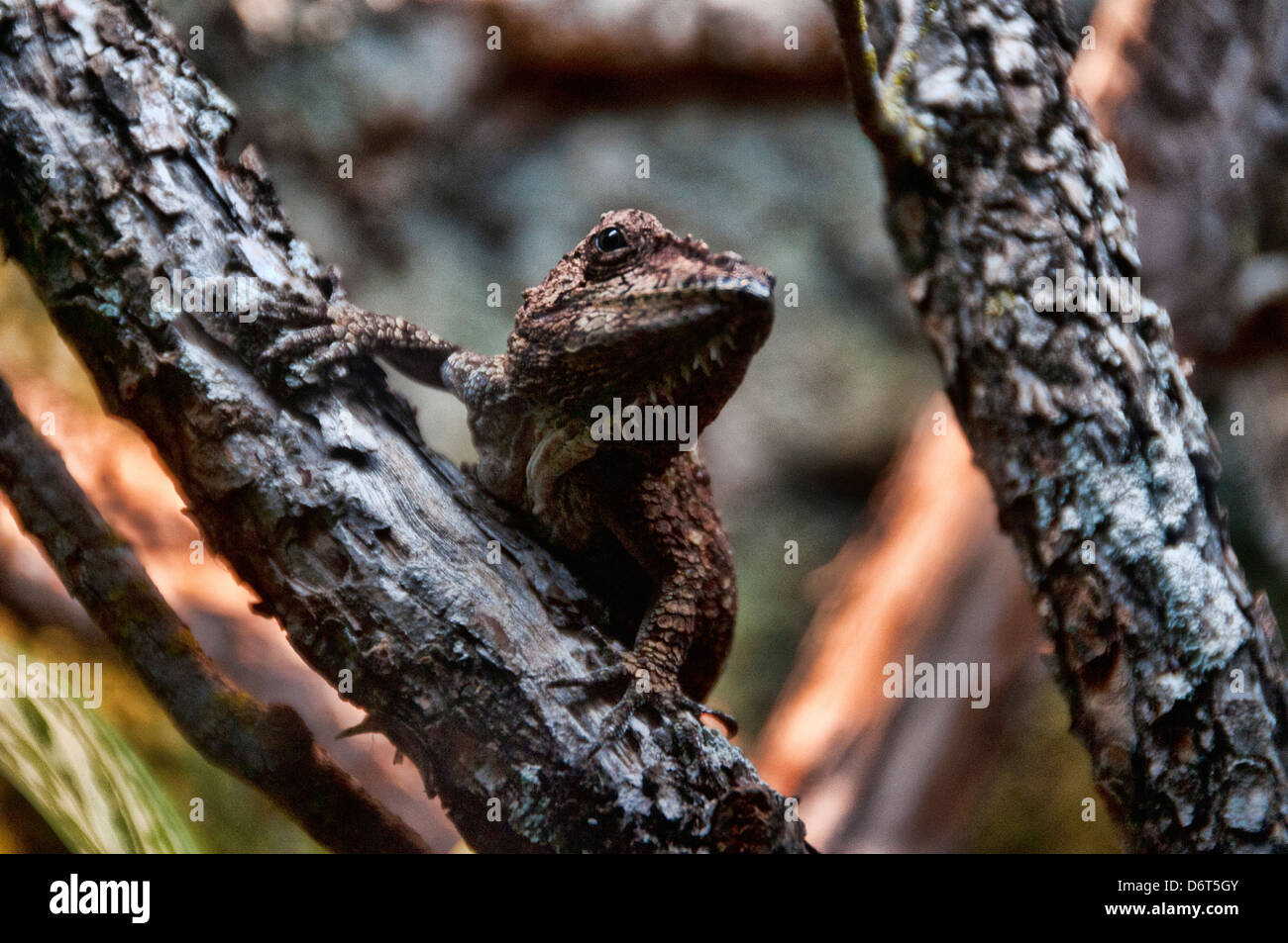 Cuban chameleon hi-res stock photography and images - Alamy
