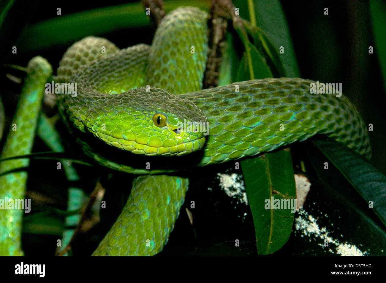 Western Green Mamba, Dendroaspis Viridis Stock Photo - Alamy
