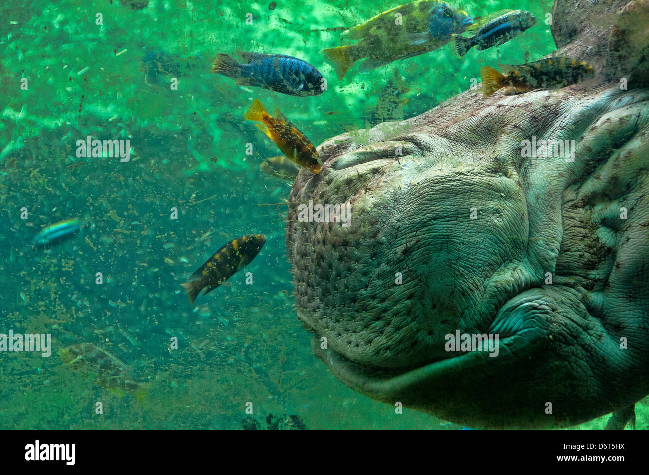 Hippo fish underwater hi-res stock photography and images - Alamy
