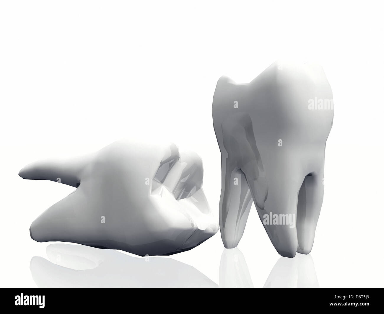 the molar teeth on a white background Stock Photo - Alamy