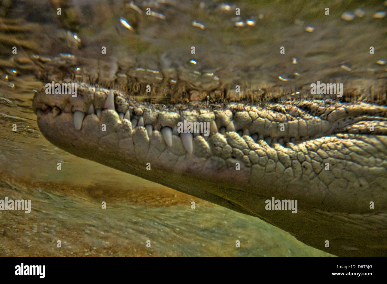 Spectacled Caiman, Caiman Crocodilus Stock Photo - Alamy