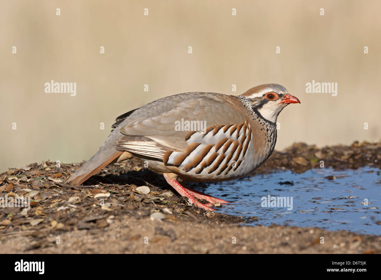 Red partridge birds hi-res stock photography and images - Alamy