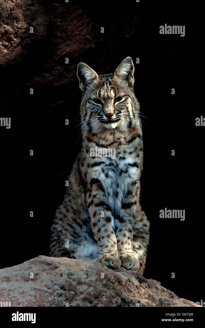 Bobcat lynx rufus sitting on hi-res stock photography and images - Alamy