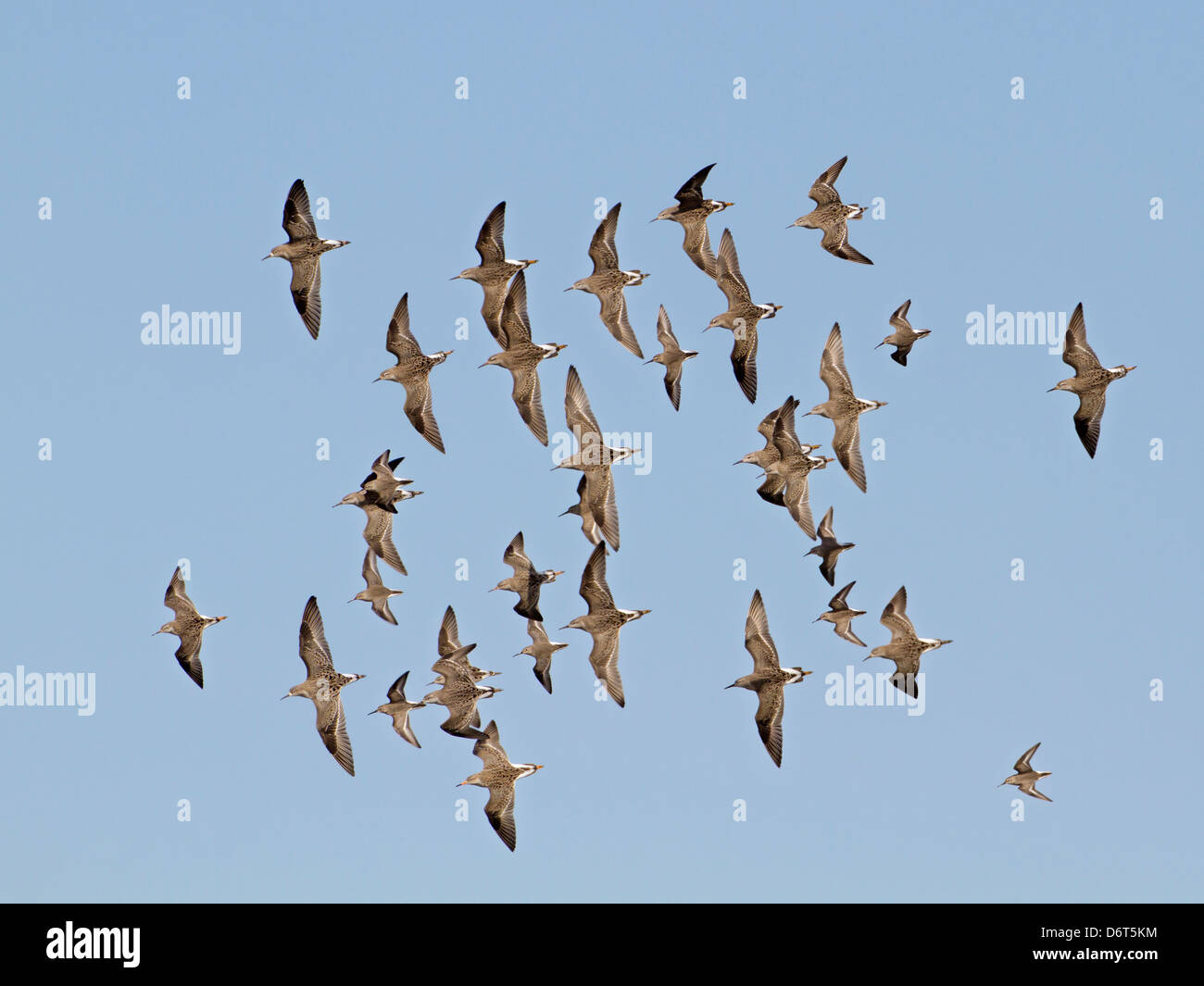 Group of dunlin hi-res stock photography and images - Alamy