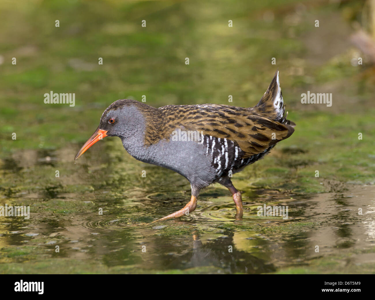 Water Rail Rallus aquaticus Stock Photo - Alamy
