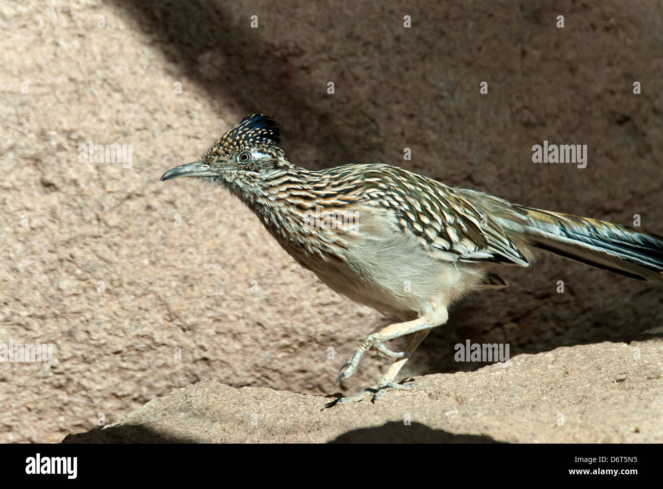 Roadrunner rock hi-res stock photography and images - Alamy