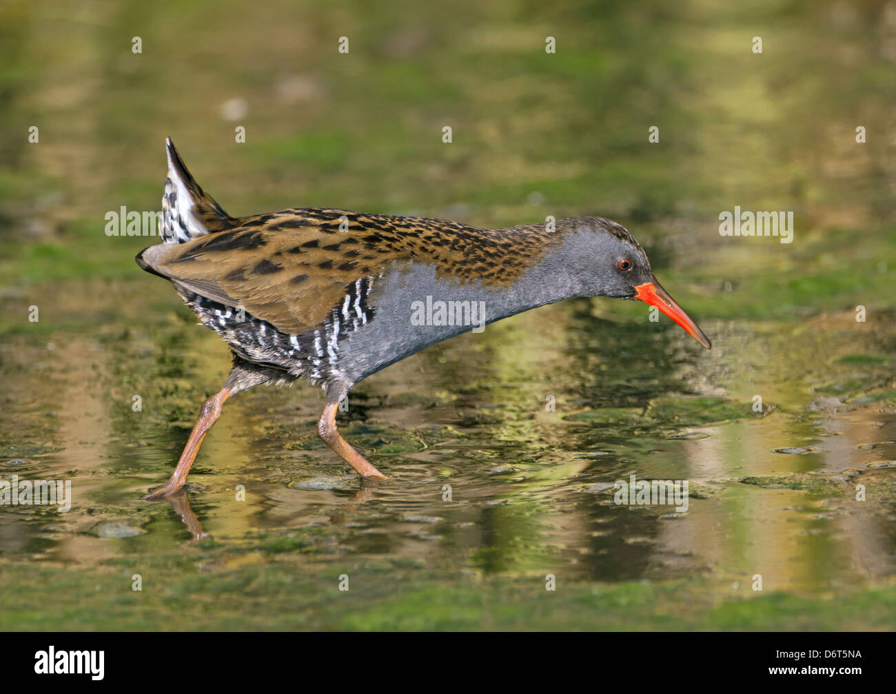 Water Rail Rallus aquaticus Stock Photo - Alamy